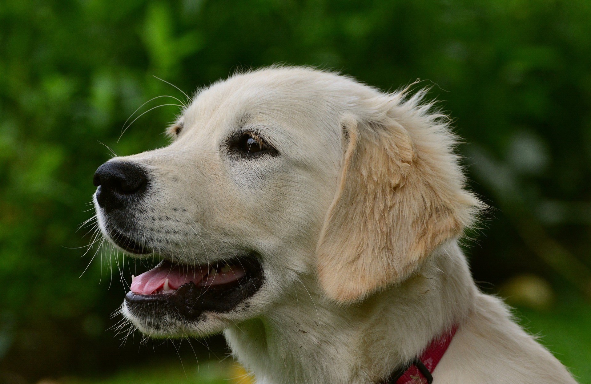 Inconsistency Of Data On Dog Bites In Naples Prevents Accurate Inconsistency Of Data On Dog Bites In Naples Prevents Accurate