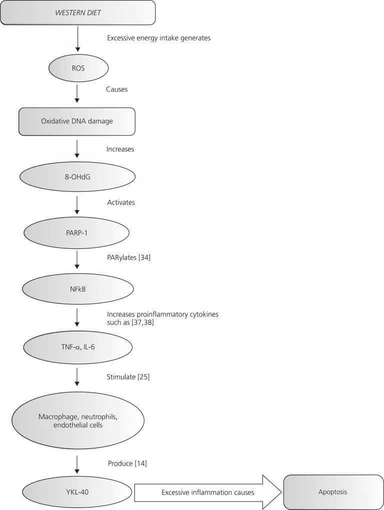 Do you know excess energy intake by western diet may lead to ...