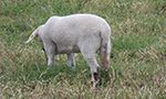 What is the need to perform caudectomy procedures in sheep? - SciELO in ...