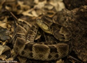 The venoms of sibling snakes may not be so similar - SciELO in ...