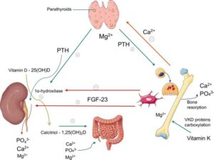 Targeted micronutrient supplementation may benefit bone health in ...