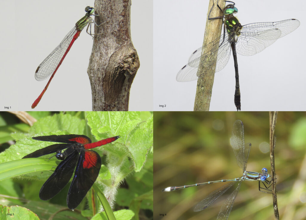 Conhecendo as libélulas do Paraná: pesquisa revela 5 novas espécies e ...
